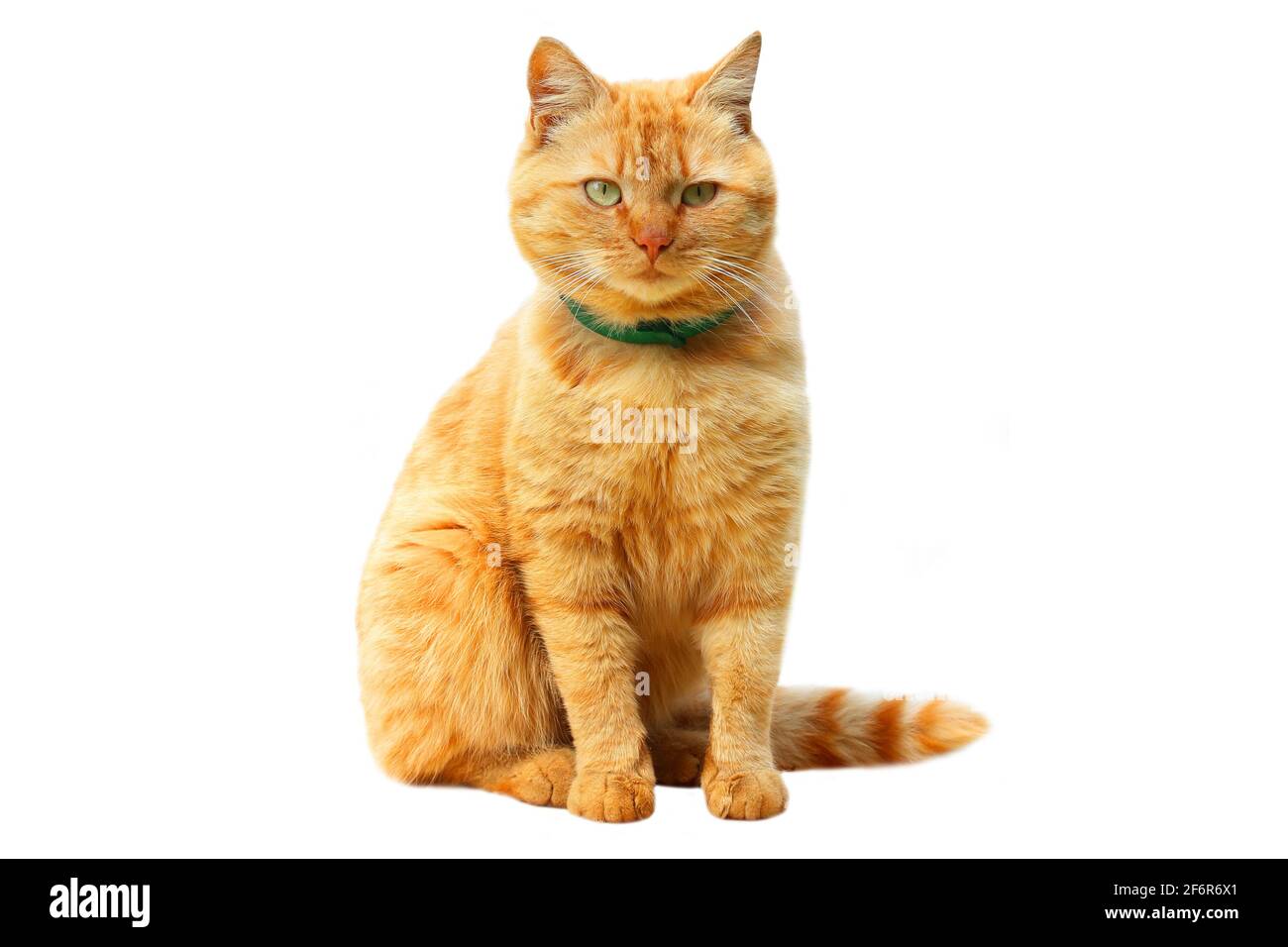British tabby cat red background Cut Out Stock Images & Pictures - Alamy
