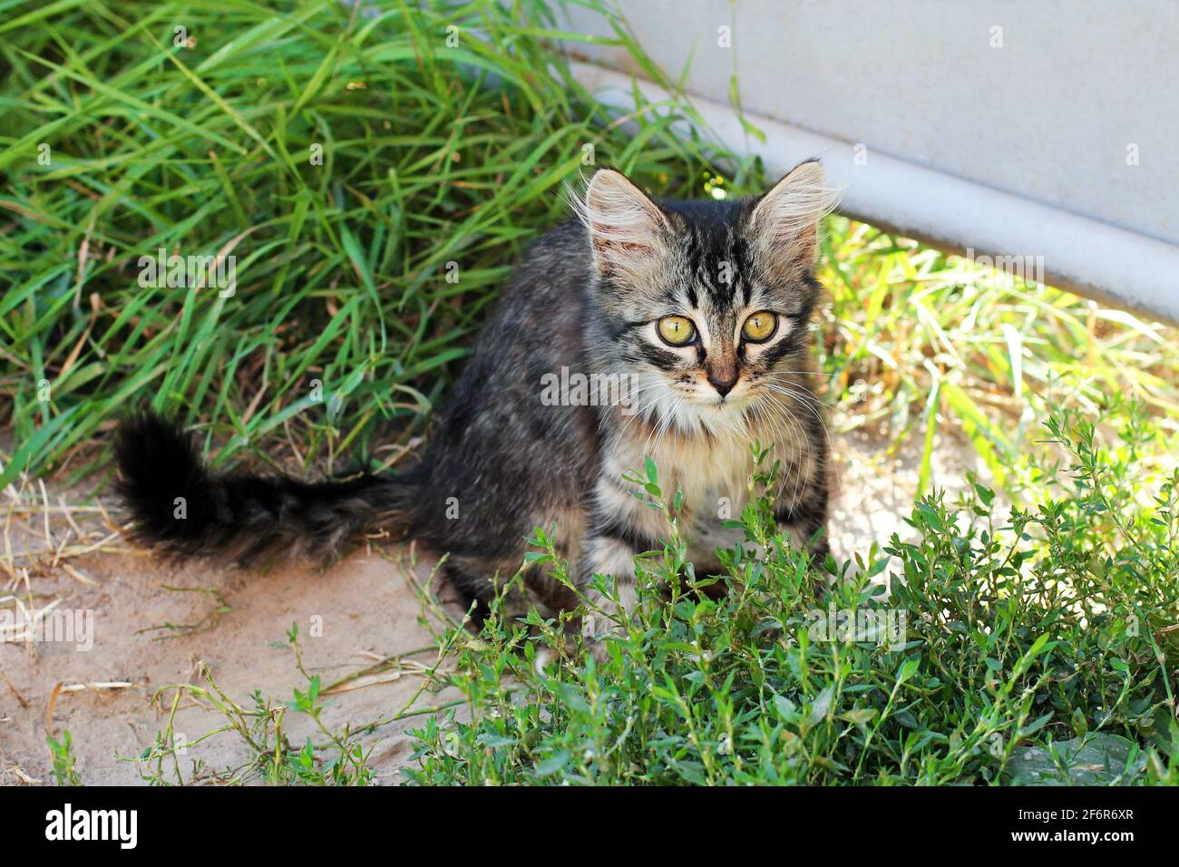 Little golden british kitten hi-res stock photography and images - Alamy