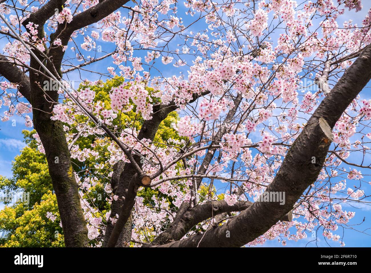 Japanese sakura and cherry blossom trees in full bloom. Beautiful pink ...