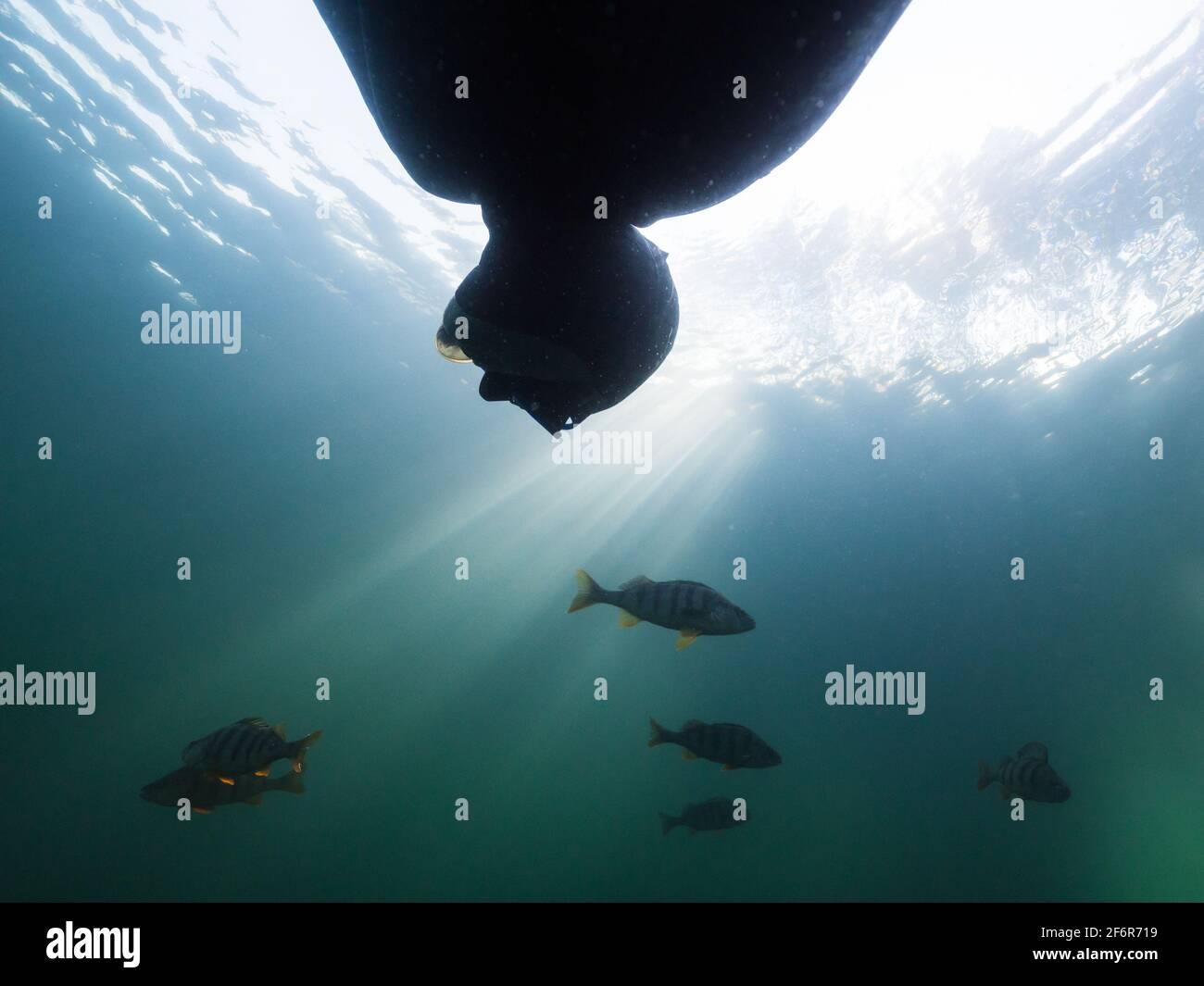 Freediver diving towards school of perch Stock Photo - Alamy