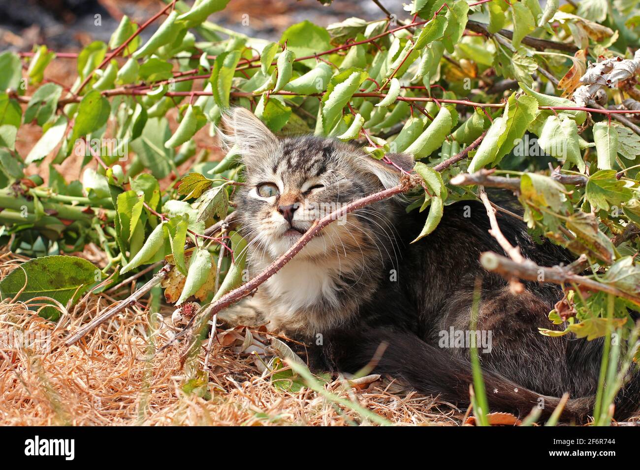 Happy childhood care little hi-res stock photography and images - Alamy