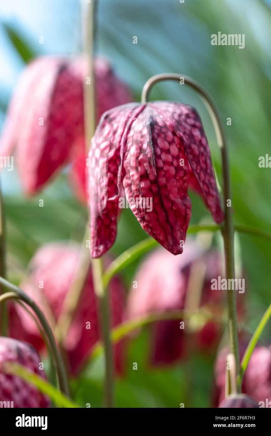 Purple chequered Snake's Head Fritillary flowers grow in the grass ...