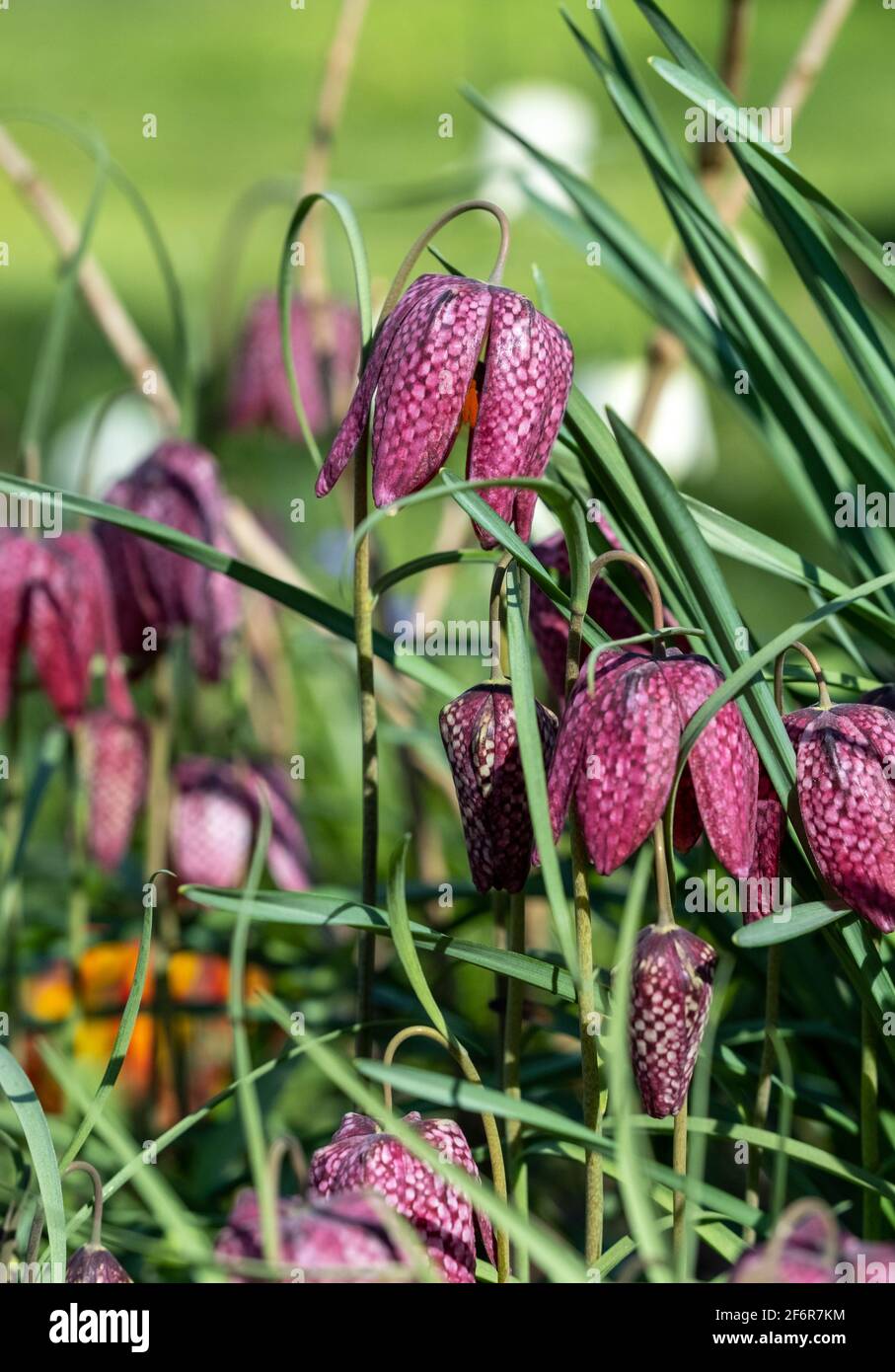 Purple chequered Snake's Head Fritillary flowers grow in the grass ...