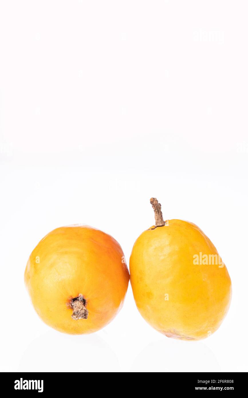 Spondias purpurea - plum, jobo, xocote, plum of huesito, jocote, cocota ...