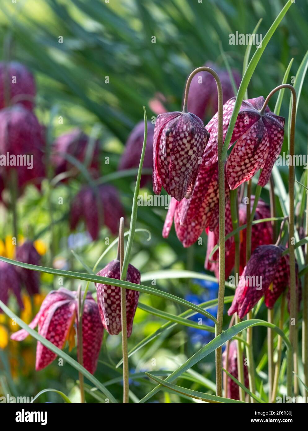 Purple chequered Snake's Head Fritillary flowers grow in the grass ...
