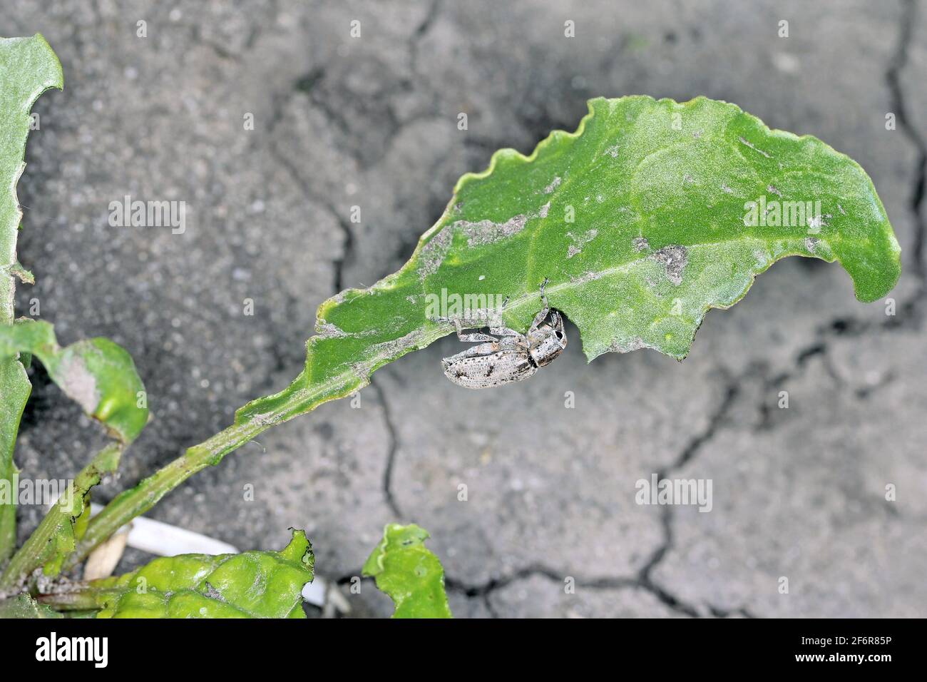 Sugar beet farming hi-res stock photography and images - Alamy