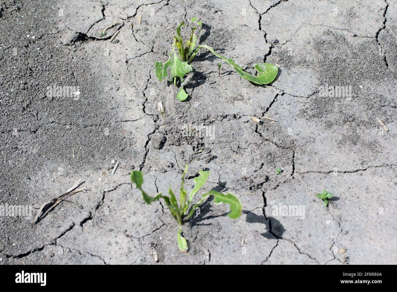 Beetroot plants on the plantation damaged by sugarbeet weevil ...