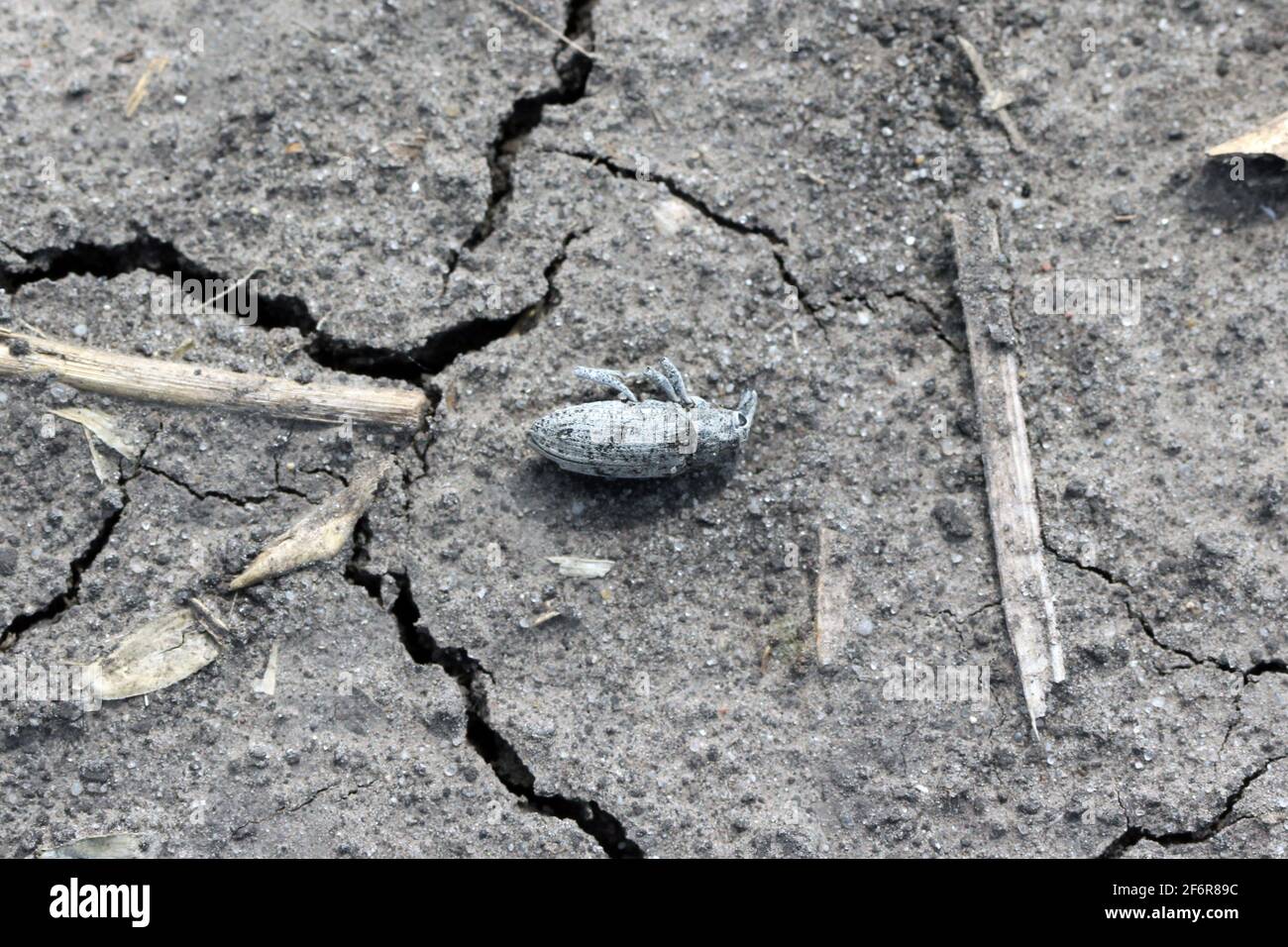 Sugar beet weevil called also Rootbeet weevil (Asproparthenis ...