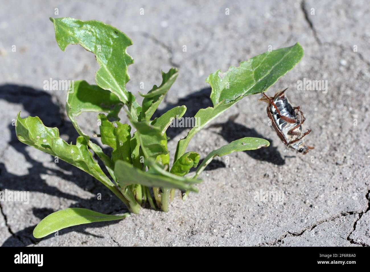 Dead by pesticide use of May beetle Common Cockchafer or May Bug ...