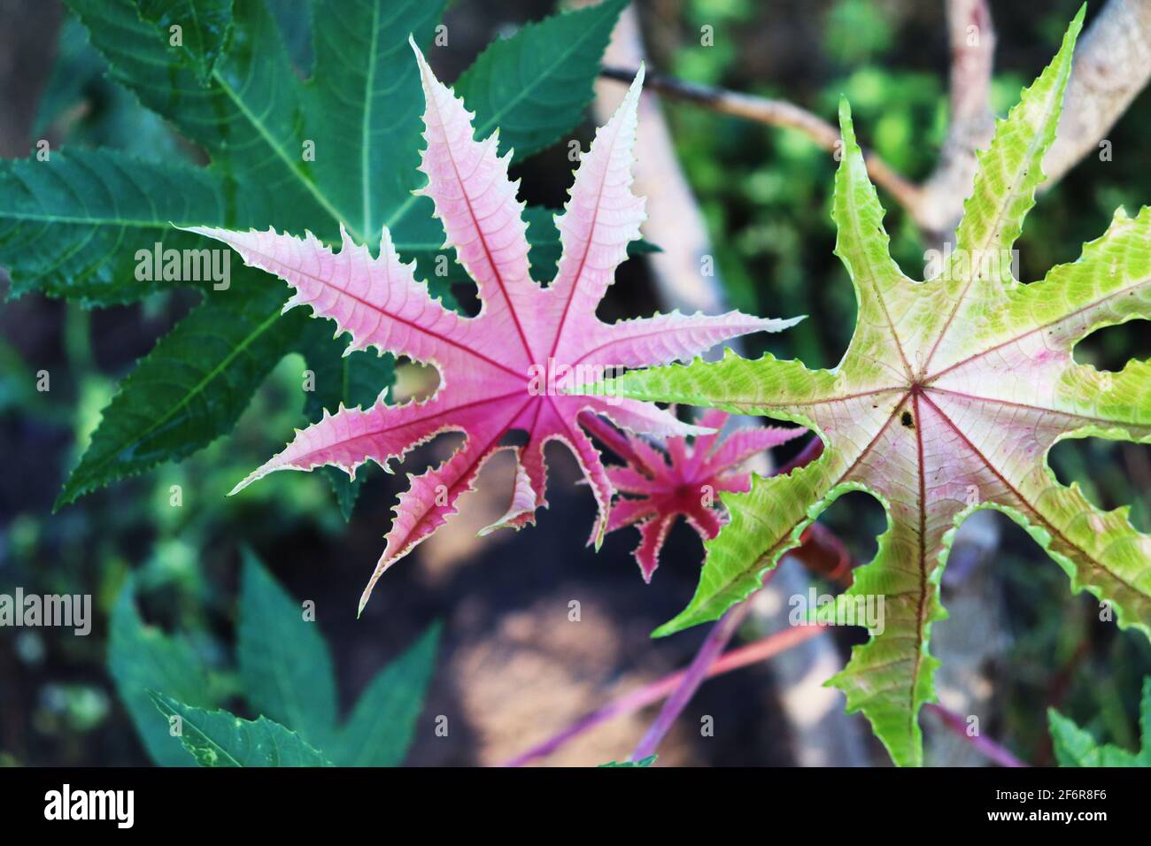 Okra or Okro, Abelmoschus esculentus, known in many English-speaking ...