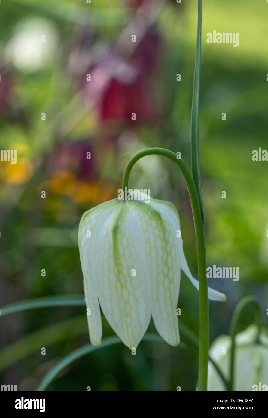 White chequered Snake's Head Fritillary flowers grow in the grass ...