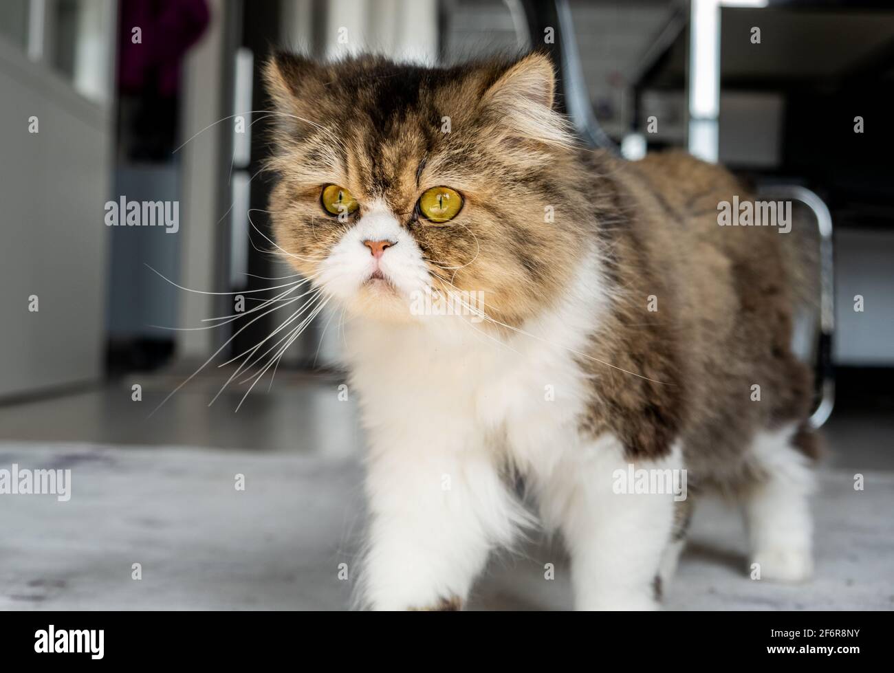 Super Cute Persian Cats