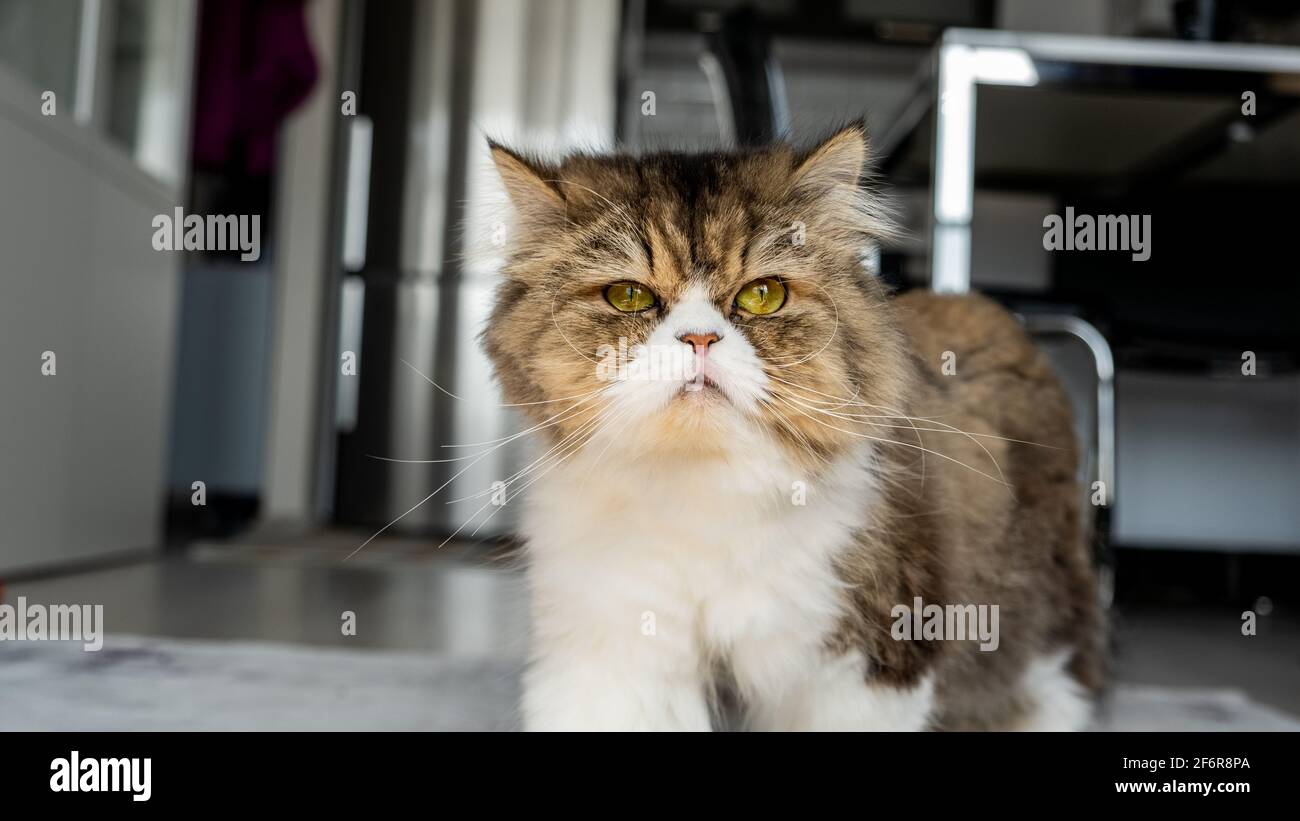 Cute persian cat hi-res stock photography and images - Alamy