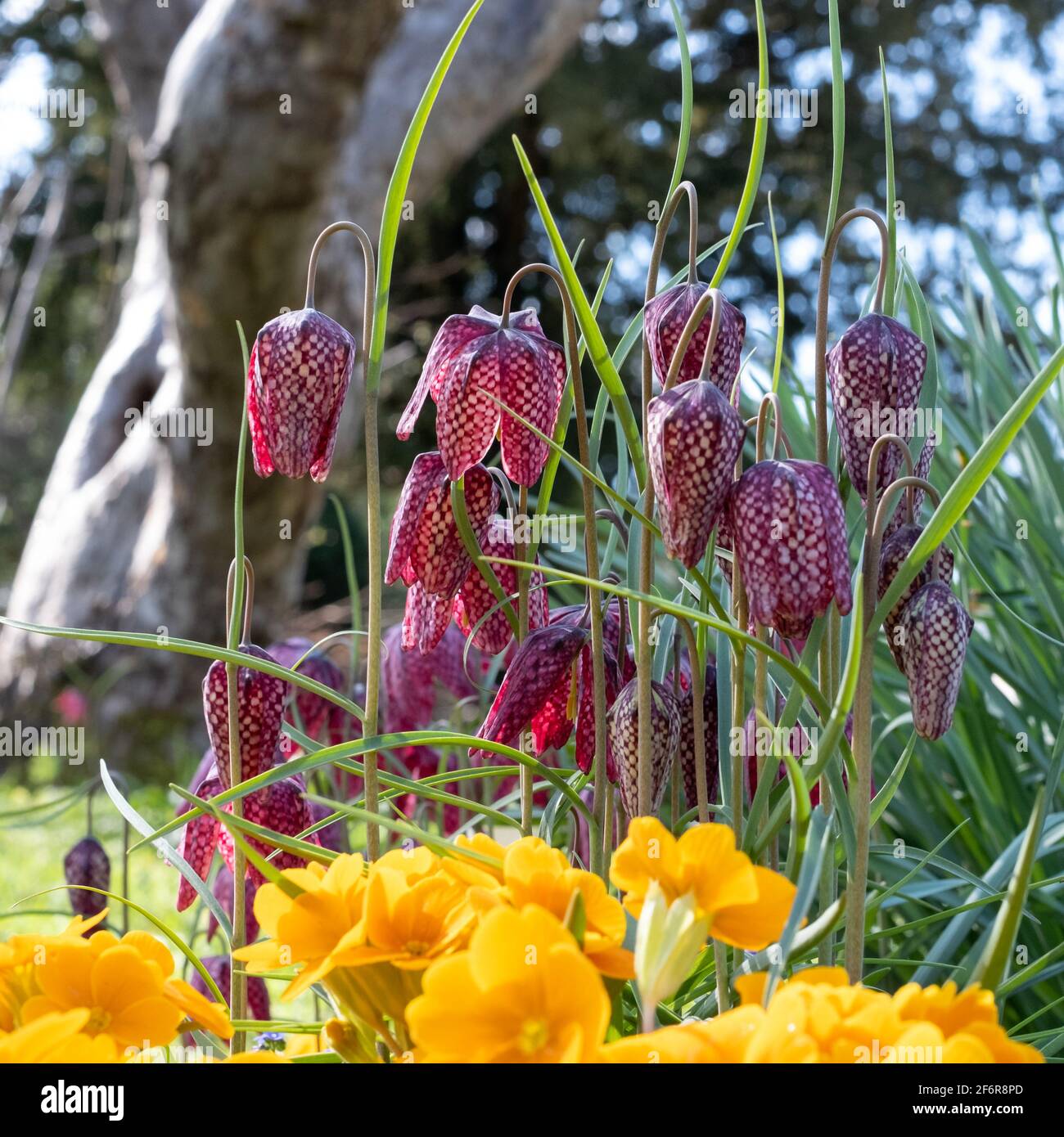 Purple chequered Snake's Head Fritillary flowers grow in the grass ...