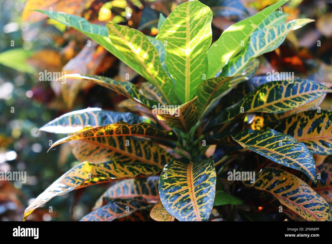 Croton leaf hi-res stock photography and images - Alamy