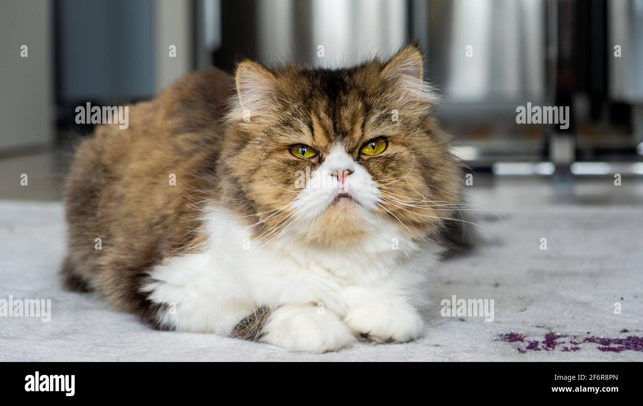 Cute persian cat hi-res stock photography and images - Alamy