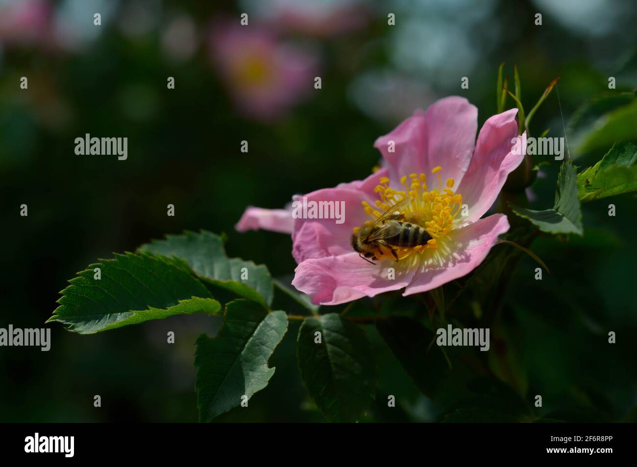 Dog rose and the bee, working bee macro close up, rosa canina, bee ...