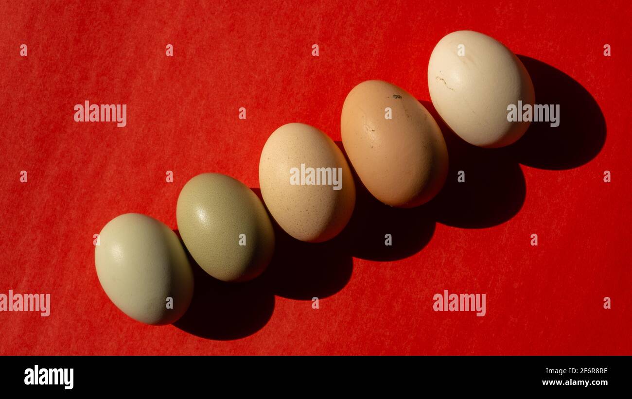 Organic eggs of five colors on a red background Stock Photo - Alamy
