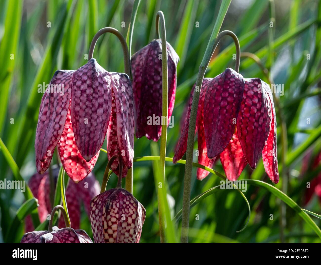Purple chequered Snake's Head Fritillary flowers grow in the grass ...
