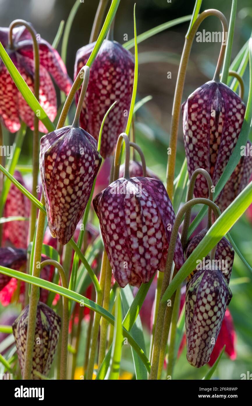 Purple chequered Snake's Head Fritillary flowers grow in the grass ...
