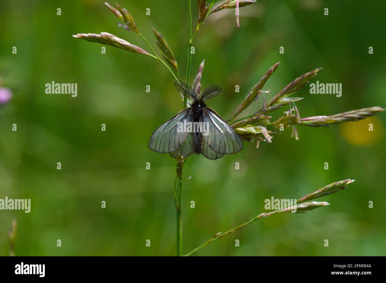 Spring insects hi-res stock photography and images - Alamy