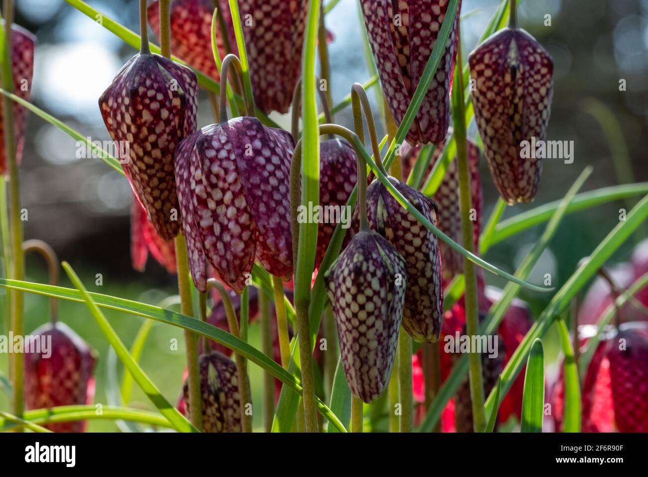 Purple chequered Snake's Head Fritillary flowers grow in the grass ...