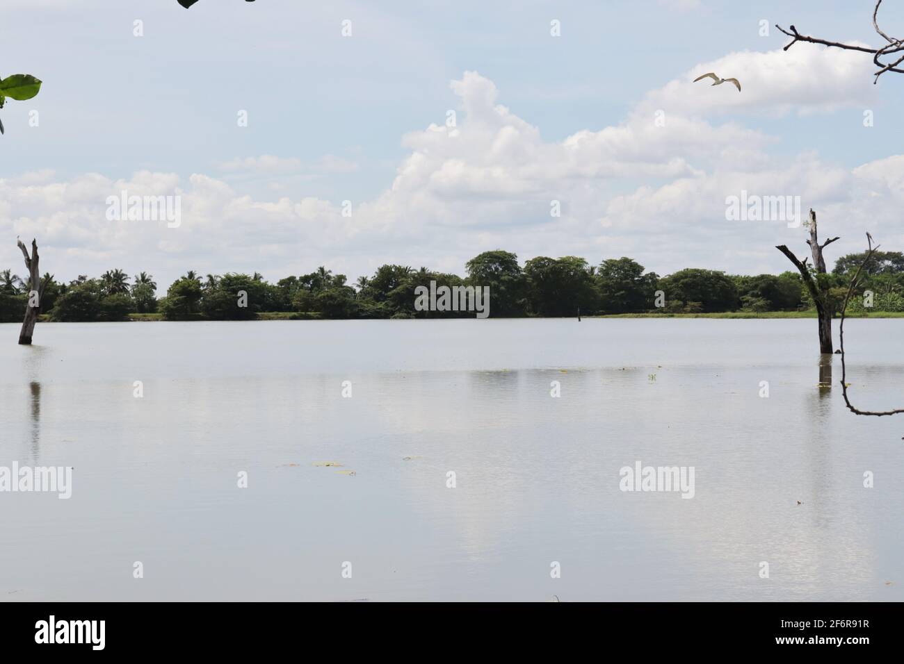 beautiful lake overflowing with water with forest Stock Photo - Alamy