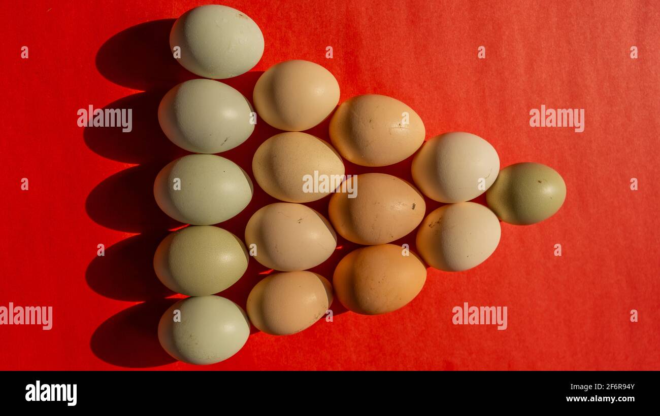 Organic eggs of five colors on a red background Stock Photo - Alamy