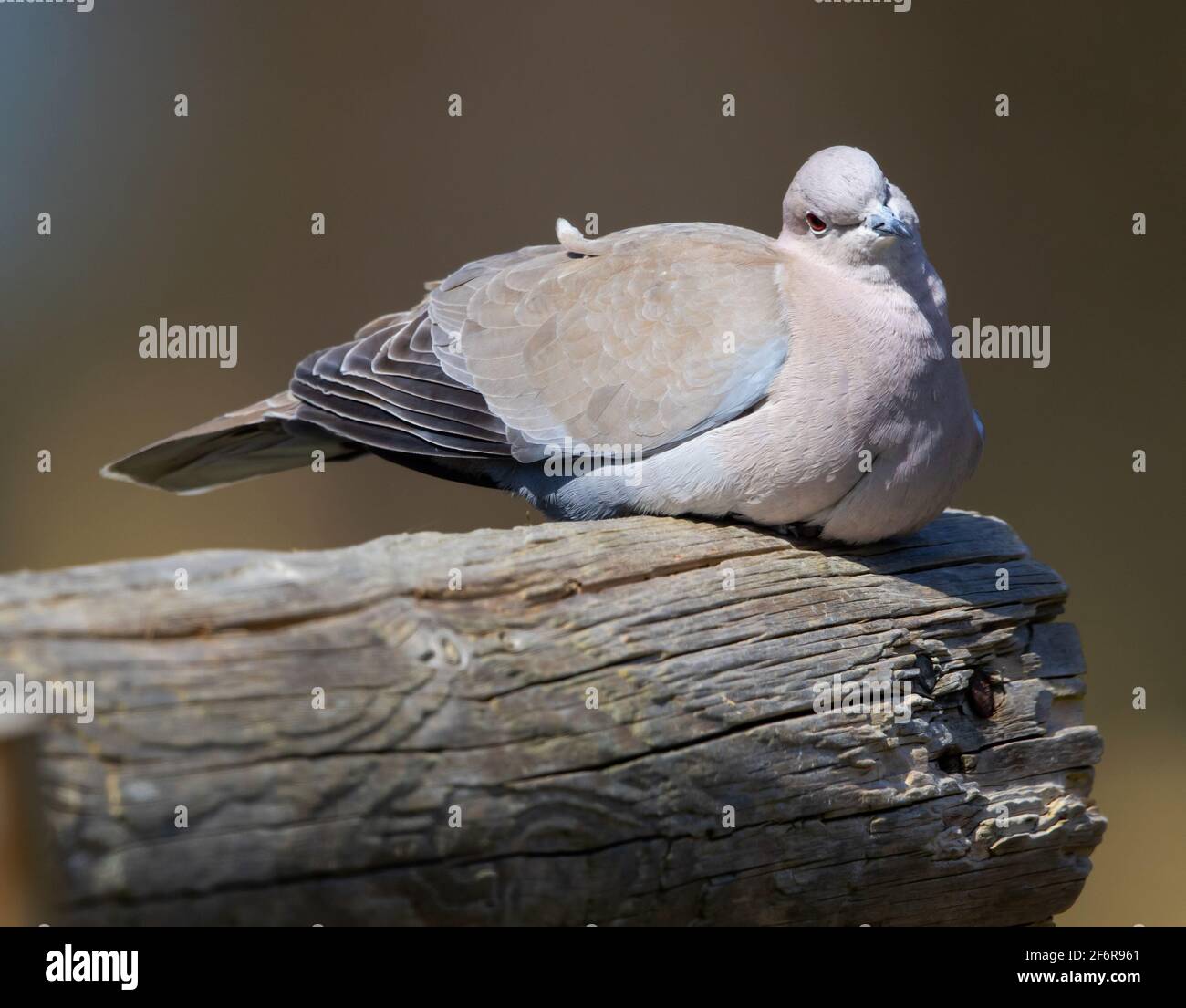 Collard dove streptopelia decaocto hi-res stock photography and images ...
