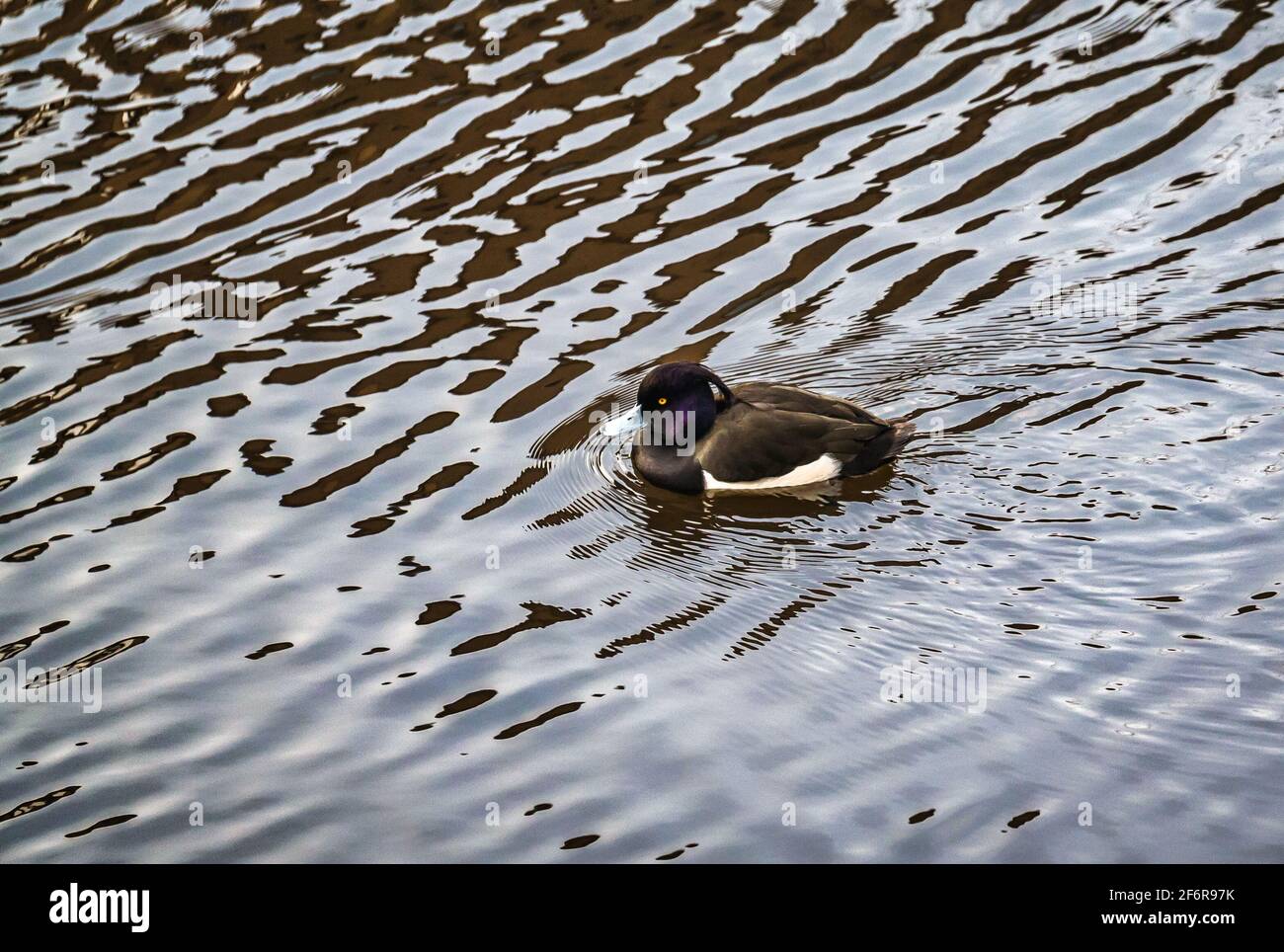Duck swimming water ripples hi-res stock photography and images - Alamy