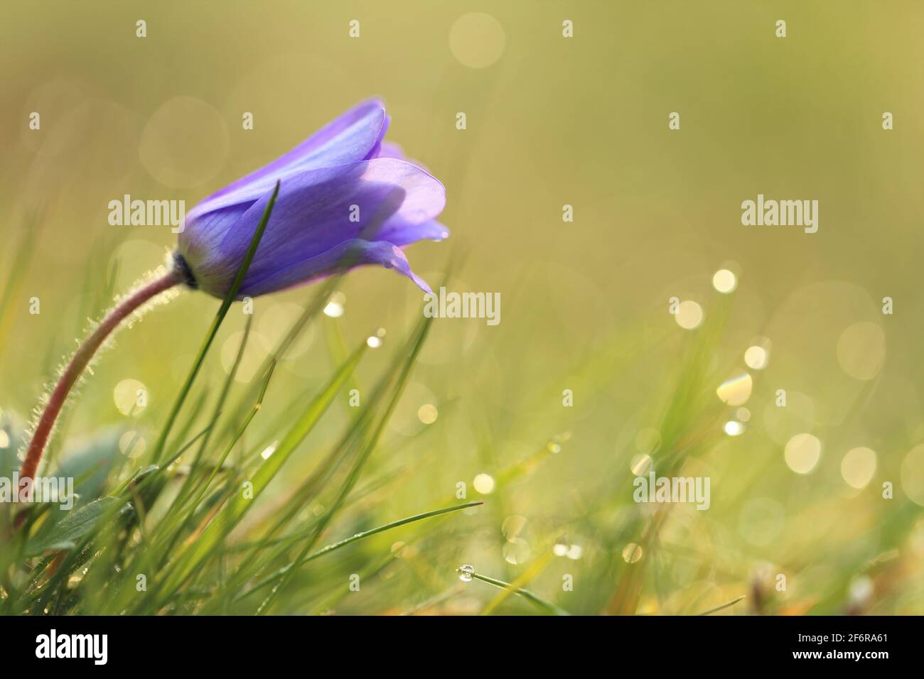 Bell flower. Blue bell in green grass with water drops. Spring flowers ...