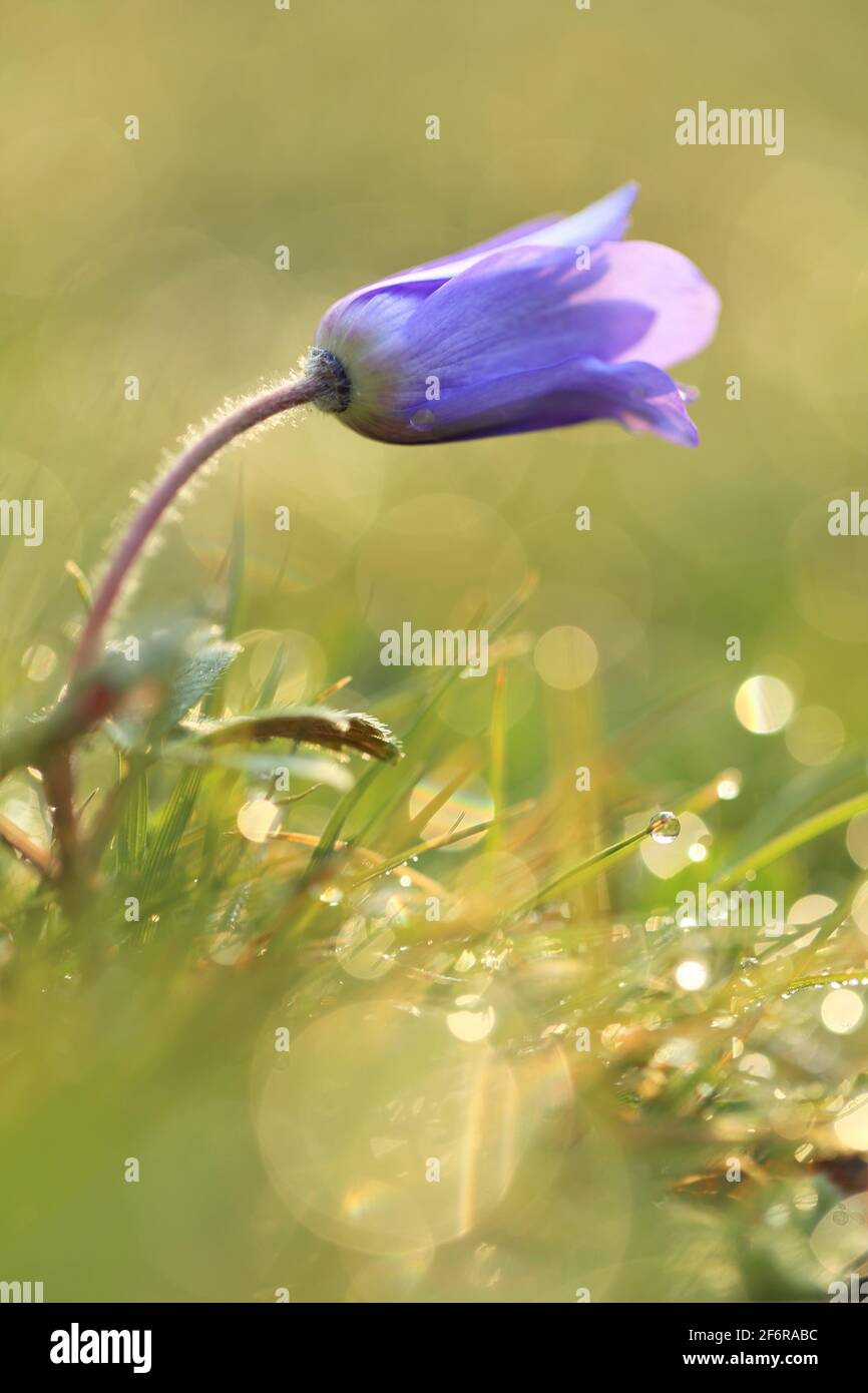 Bell flower. Blue bell in green grass with water drops. Spring flowers ...