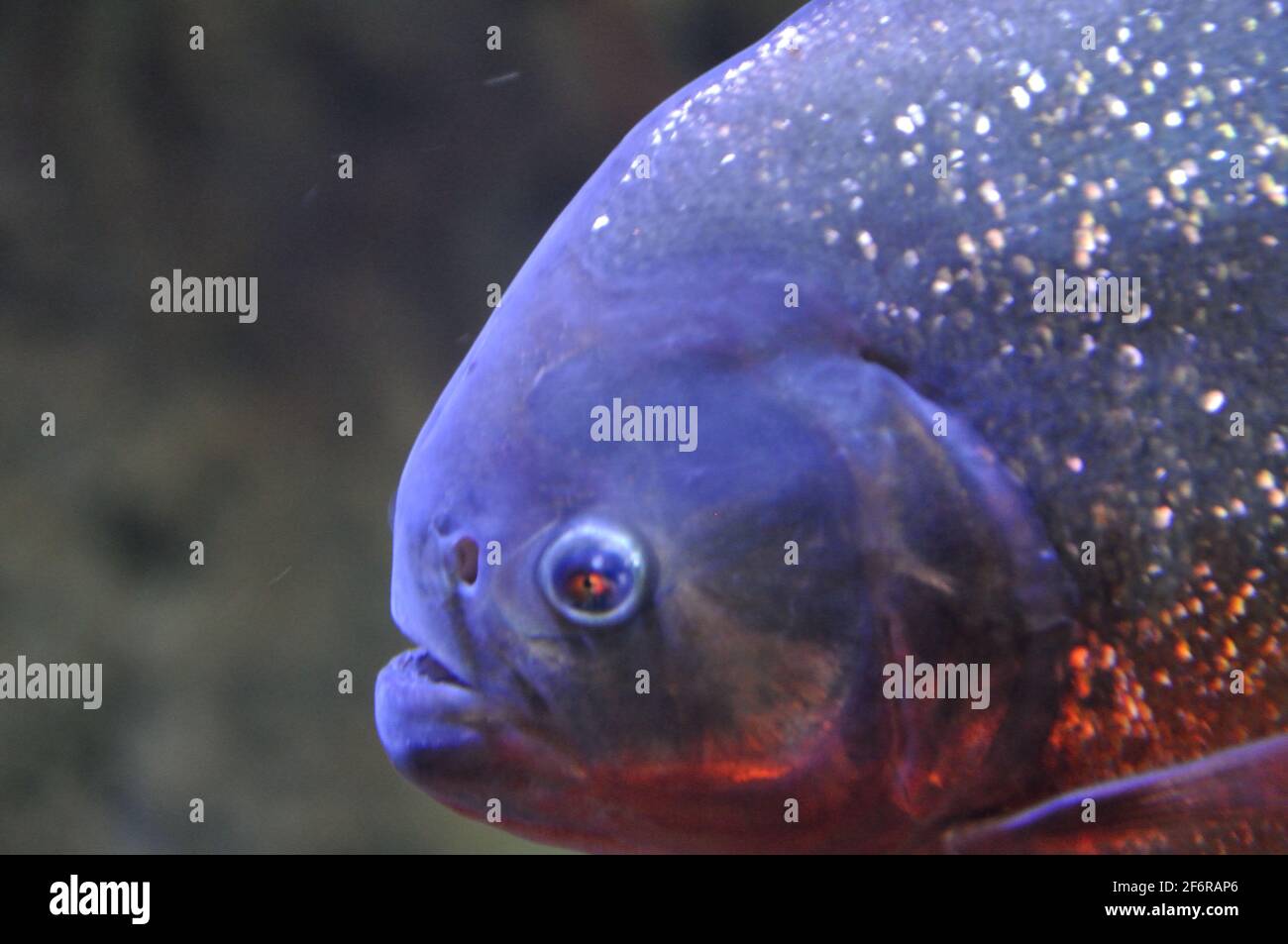 Grouper Eye High Resolution Stock Photography and Images - Alamy