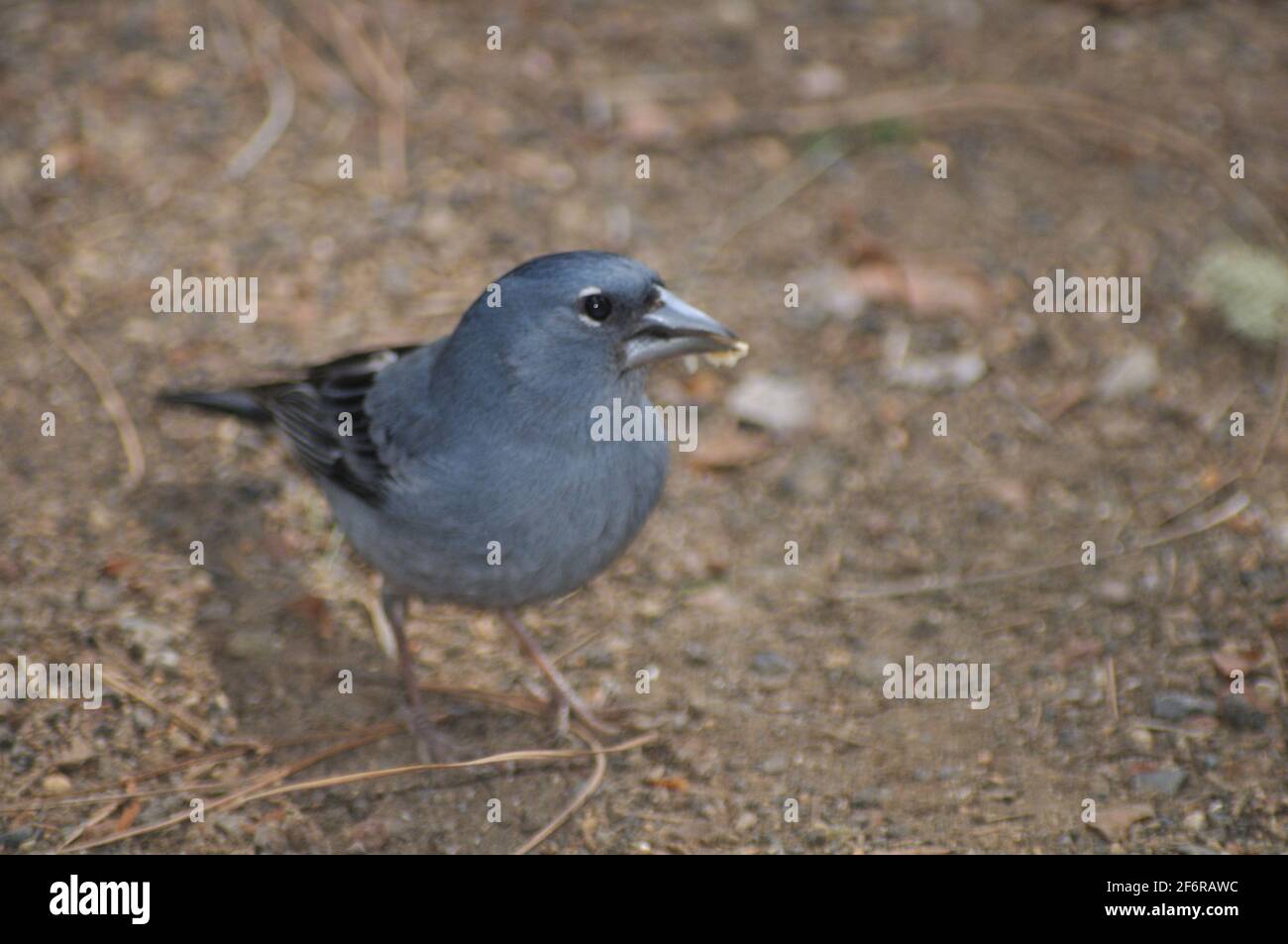 Bird movements hi-res stock photography and images - Alamy
