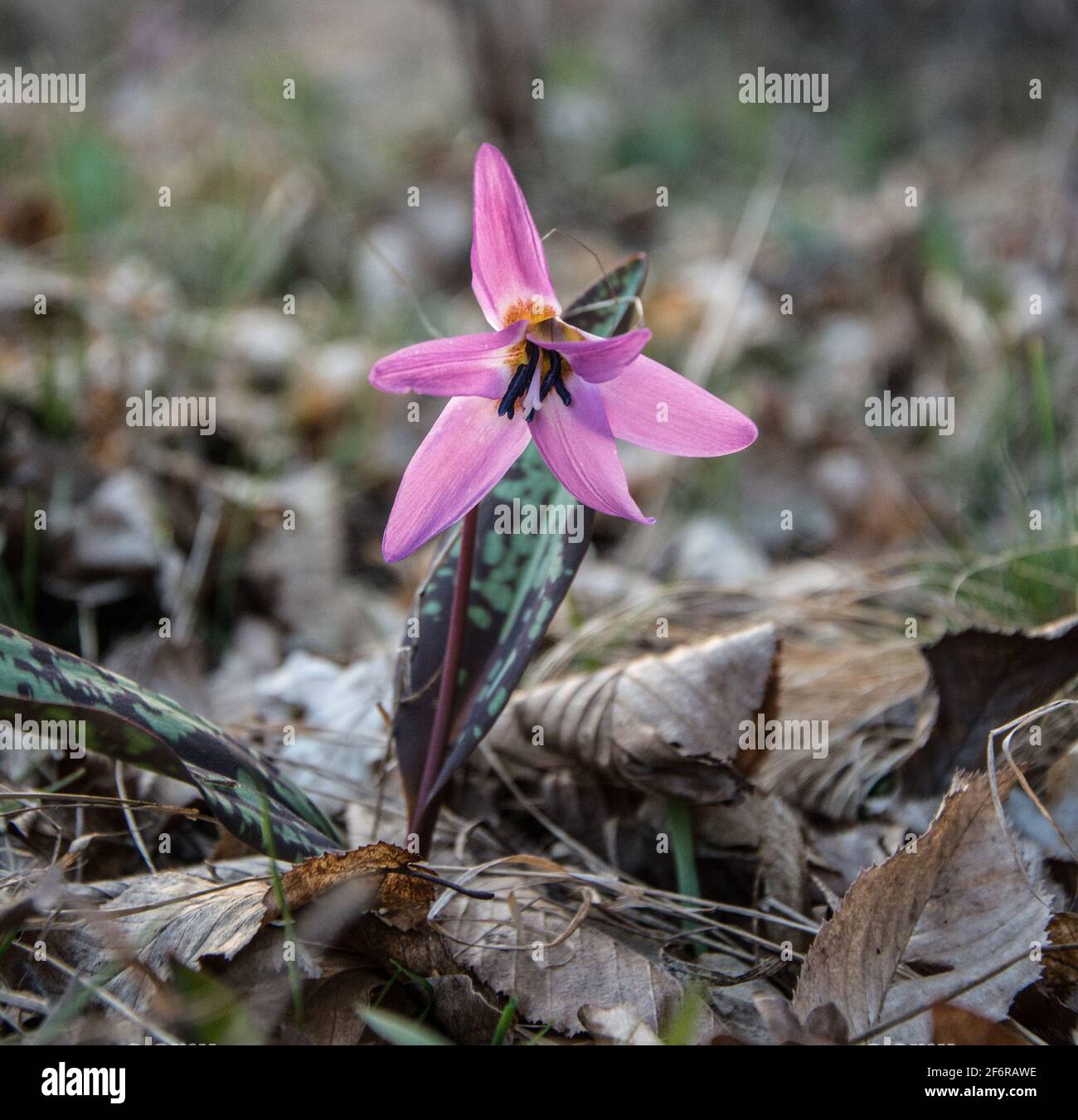 Close up spring printemps flowers Stock Photo - Alamy