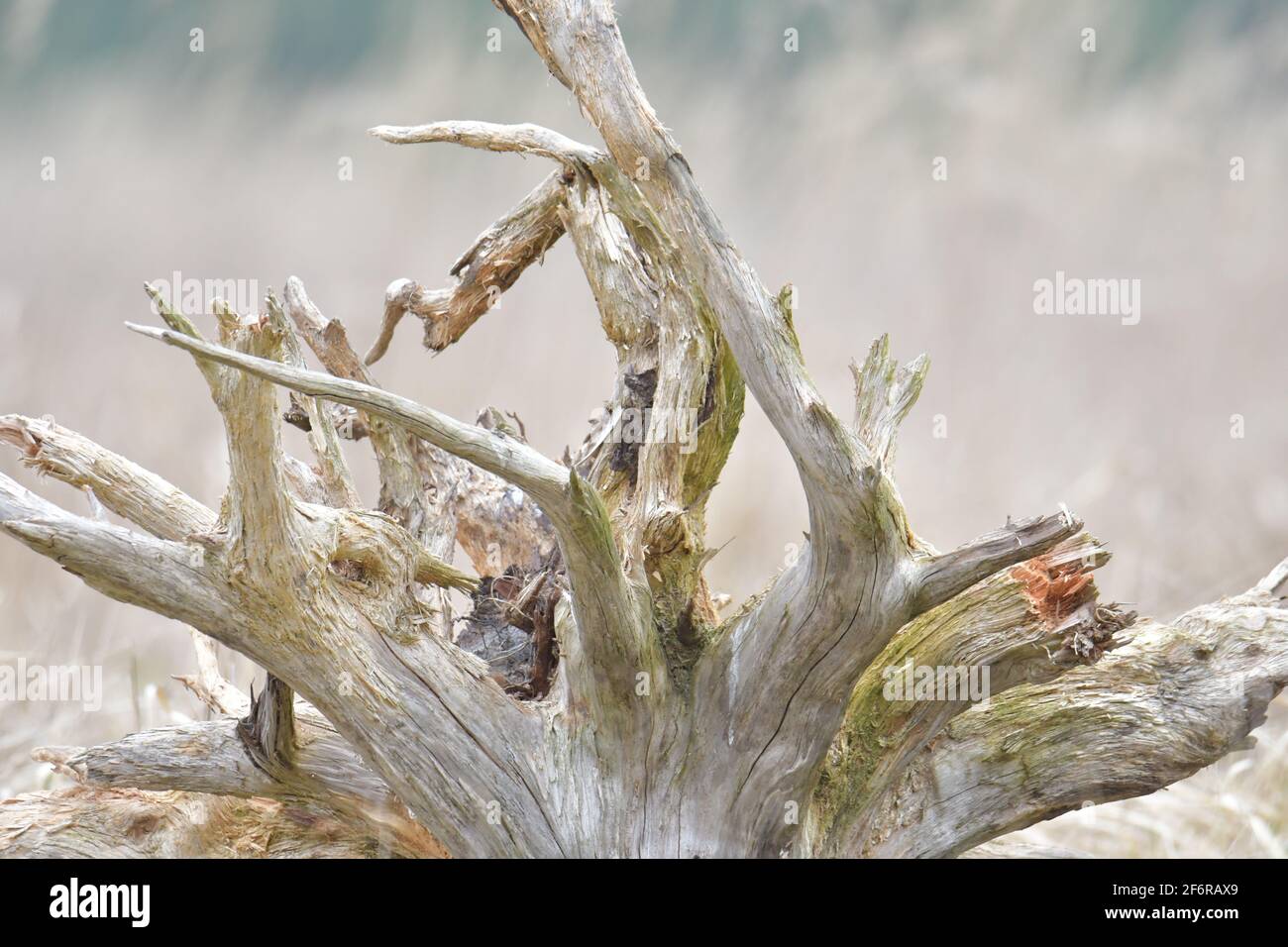 Old tree roots in nature Stock Photo - Alamy