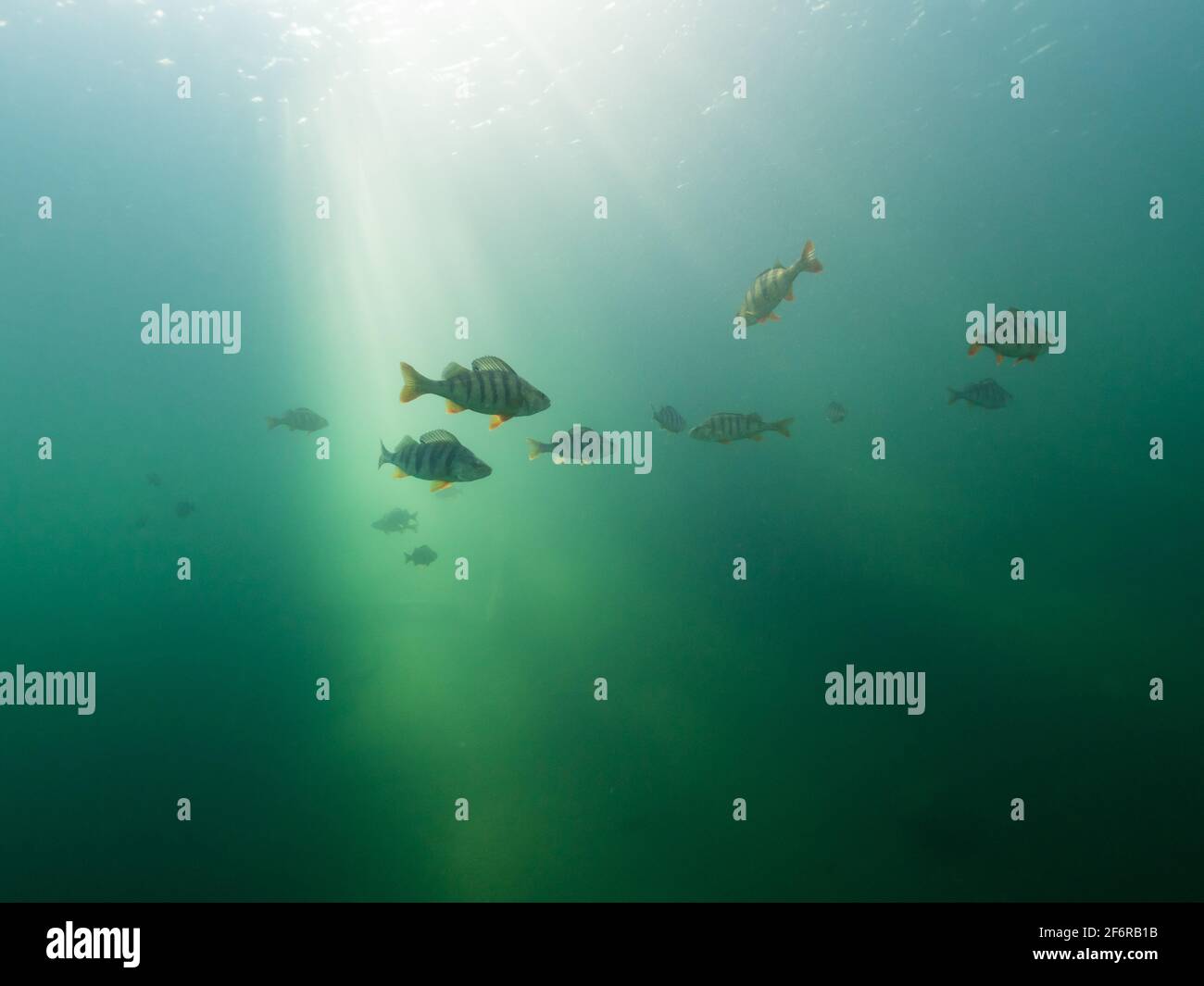 School of perch swimming in clear turquoise water Stock Photo - Alamy