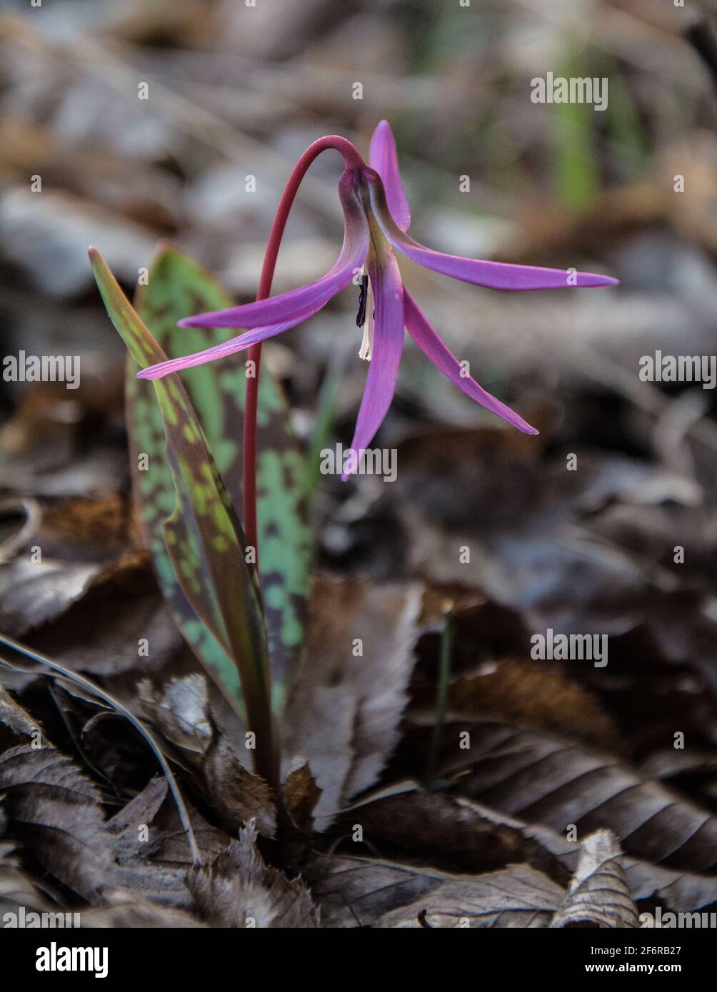 Close up spring printemps flowers Stock Photo - Alamy