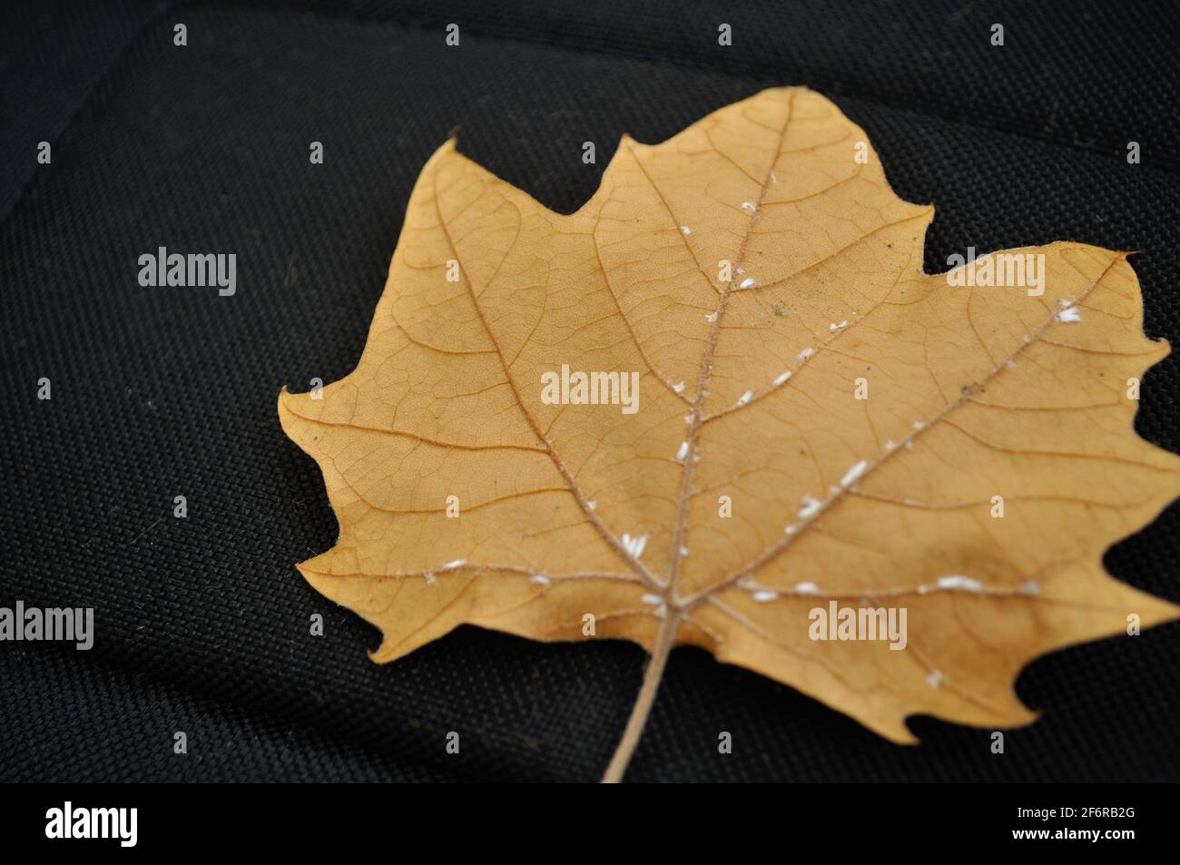 Seem dead hi-res stock photography and images - Alamy