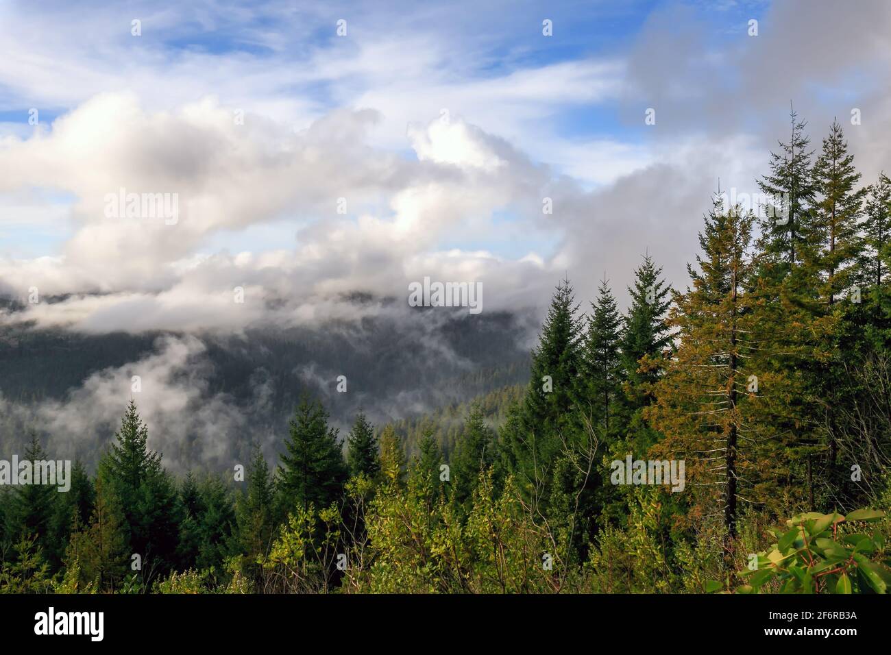 Color image of a redwood forest. Northern California, USA Stock Photo ...
