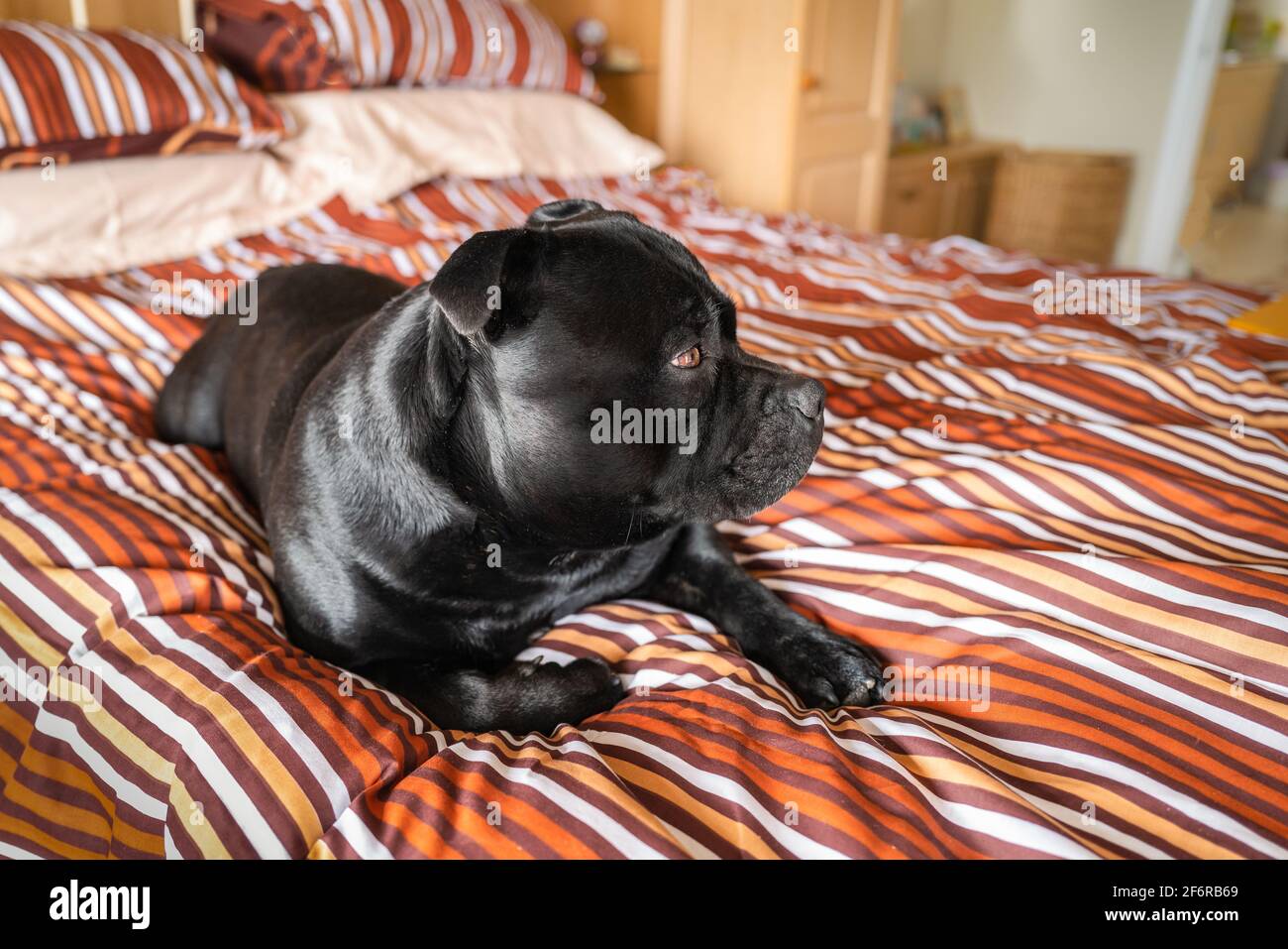 Pit Bull On Bed High Resolution Stock Photography and Images - Alamy