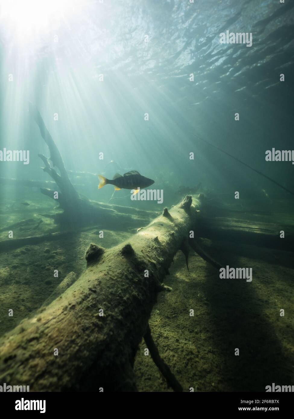 Underwater view of sunken trees and fish in forest lake Stock Photo - Alamy