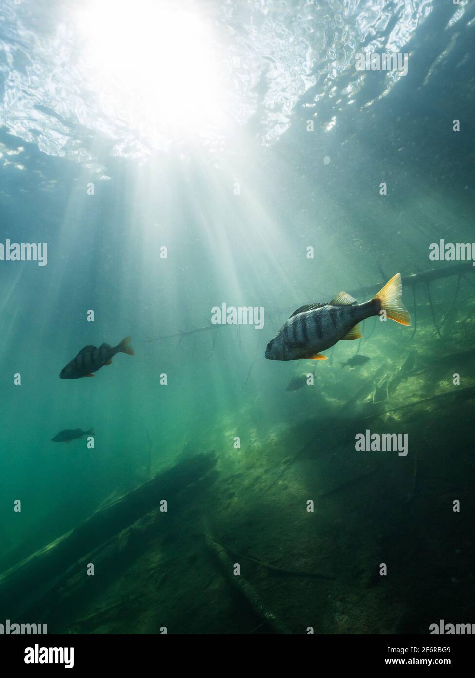 Underwater sunlight beams hi-res stock photography and images - Alamy