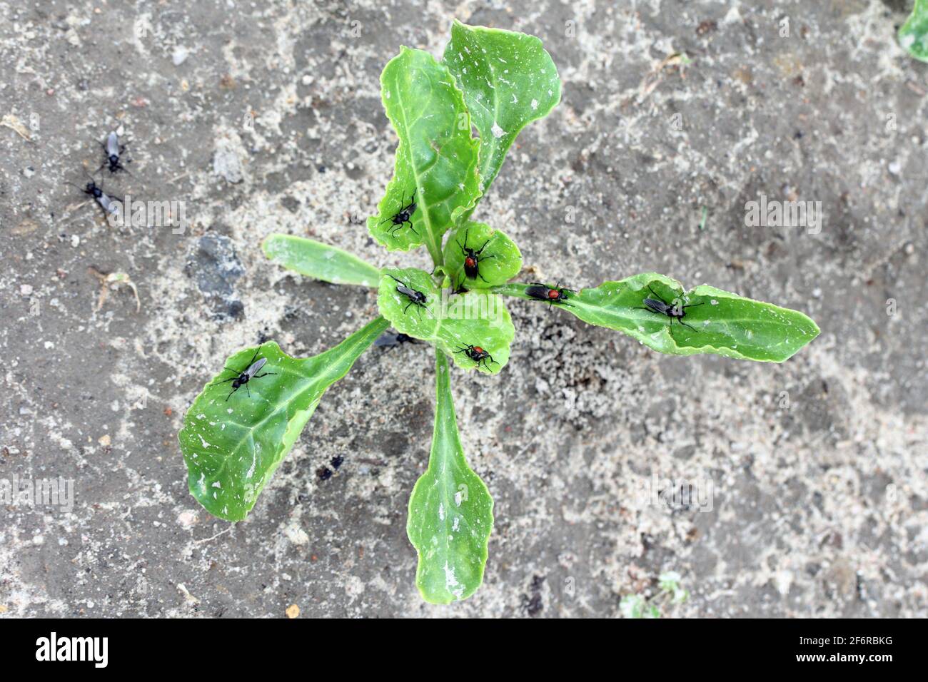Bibio hortulanus is a fly from the family Bibionidae called March flies ...