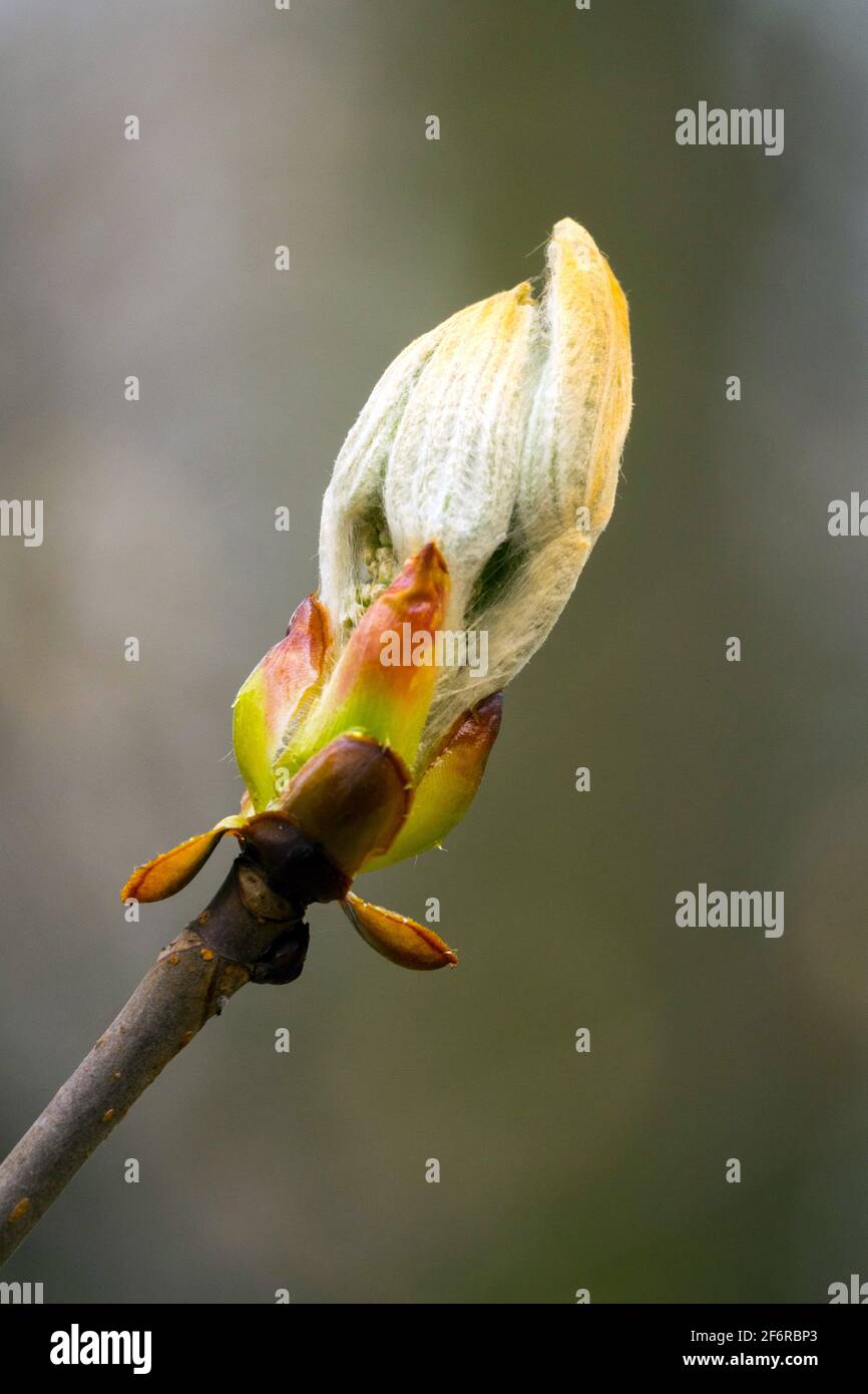 Horse chestnut Aesculus hippocastanum bud Stock Photo - Alamy