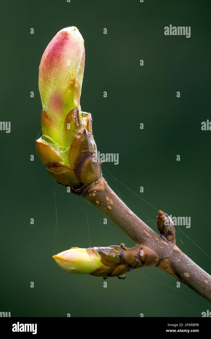 Horse chestnut bud Aesculus hippocastanum budding Stock Photo - Alamy