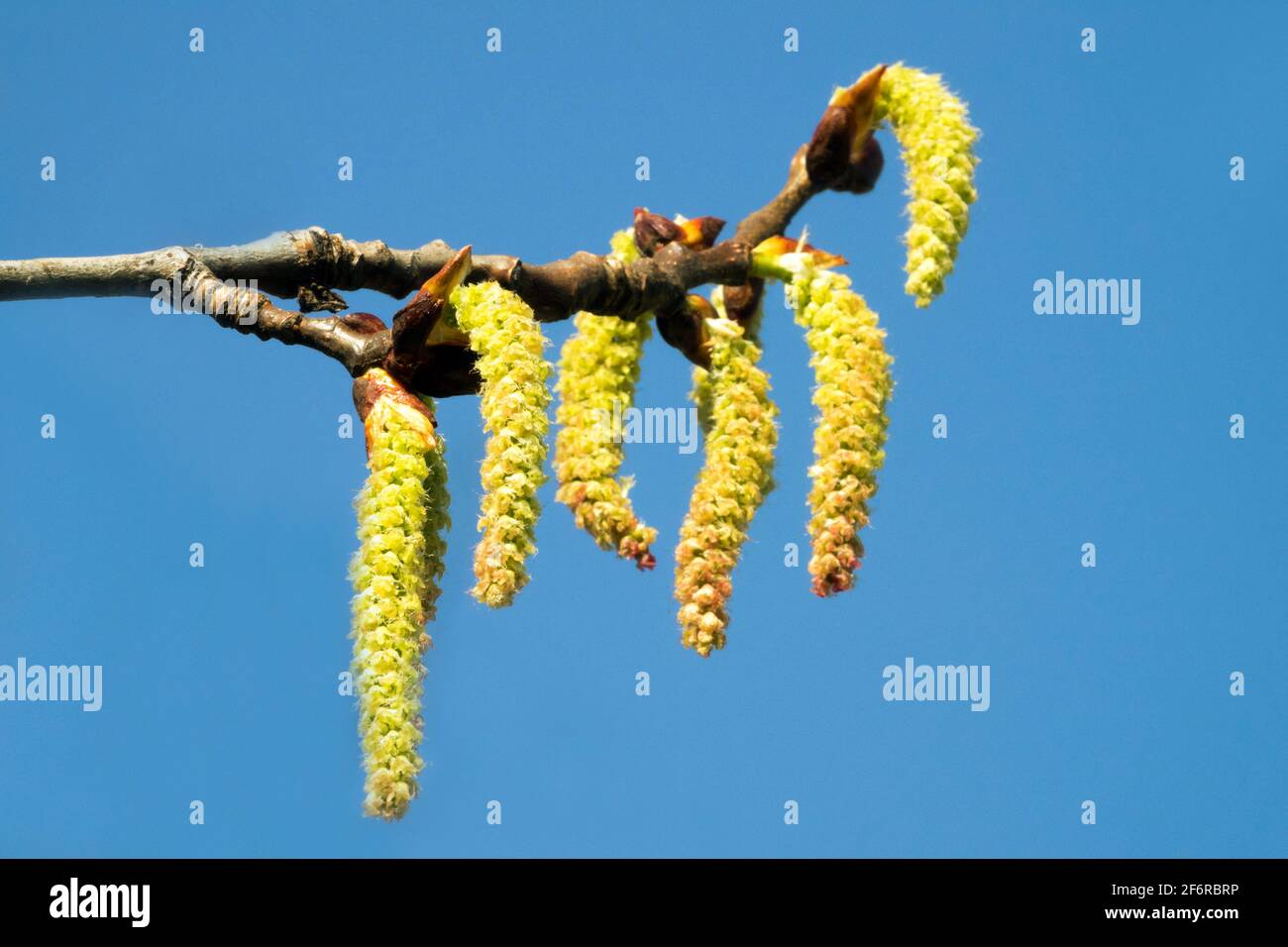 Grey poplar populus canescens hi-res stock photography and images - Alamy