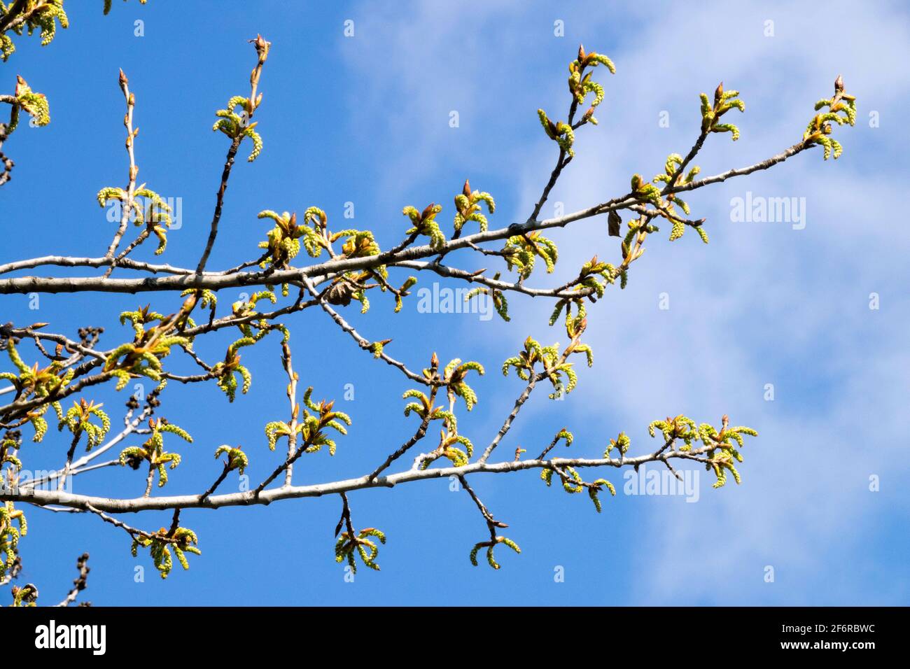 Poplar bloom hi-res stock photography and images - Alamy