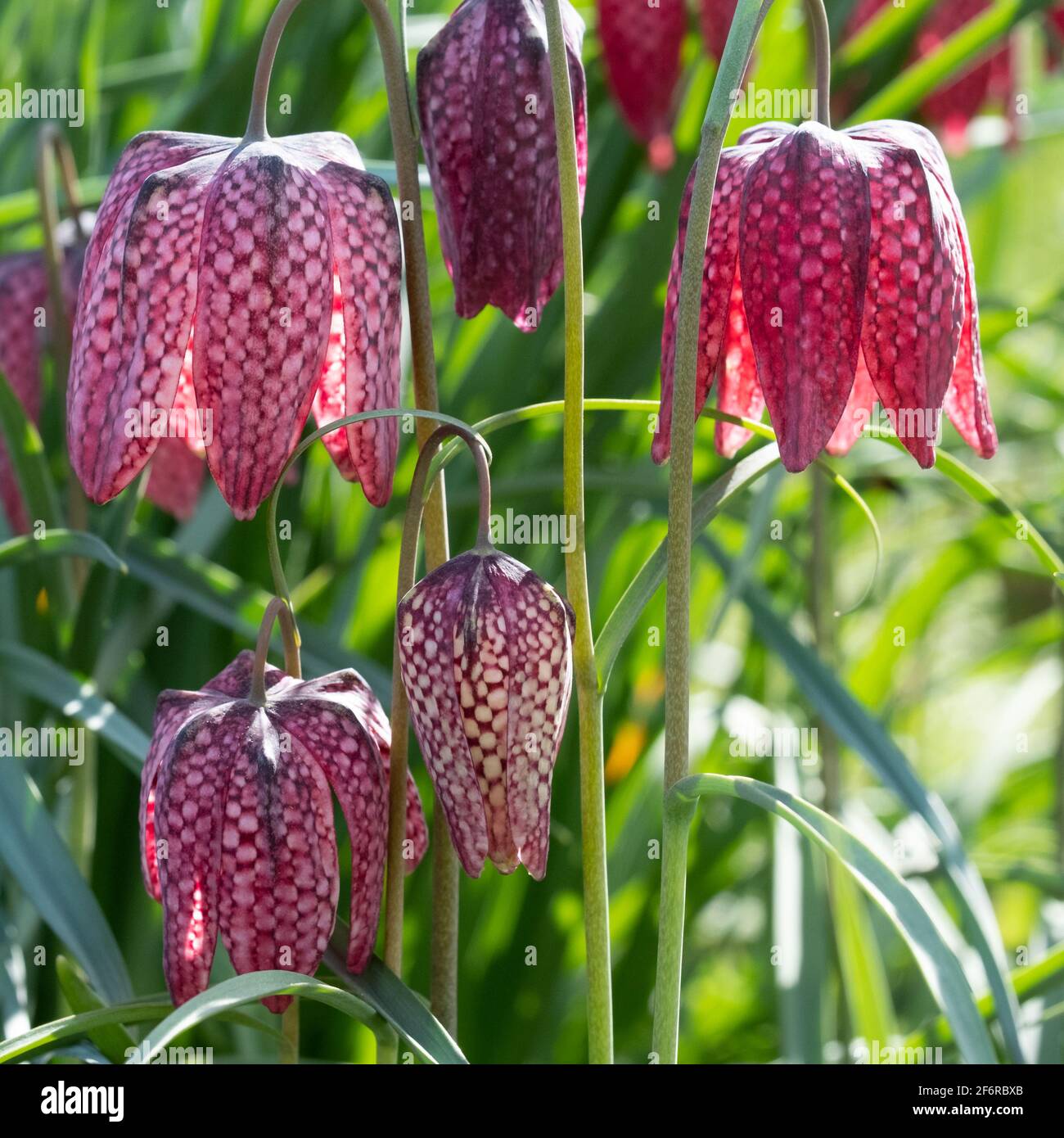 Purple chequered Snake's Head Fritillary flowers grow in the grass ...