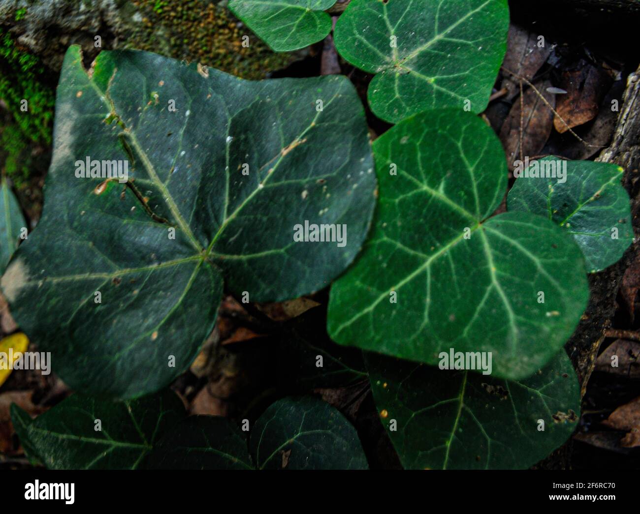 The Canary ivy leaf is larger than the common ivy leaf but they come ...